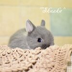 Skazka (No:369, Desna Gardening Partnership), evcil hayvan yetiştiricileri  Moskova'dan