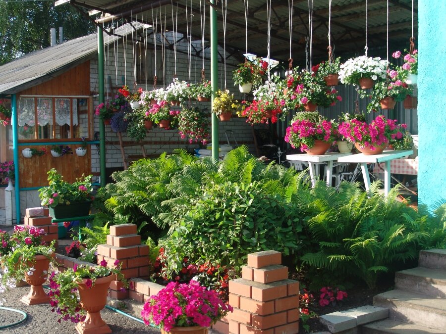Tohum üretimi Iris Garden by Nessonova Nina, Belgorodskaya oblastı, foto
