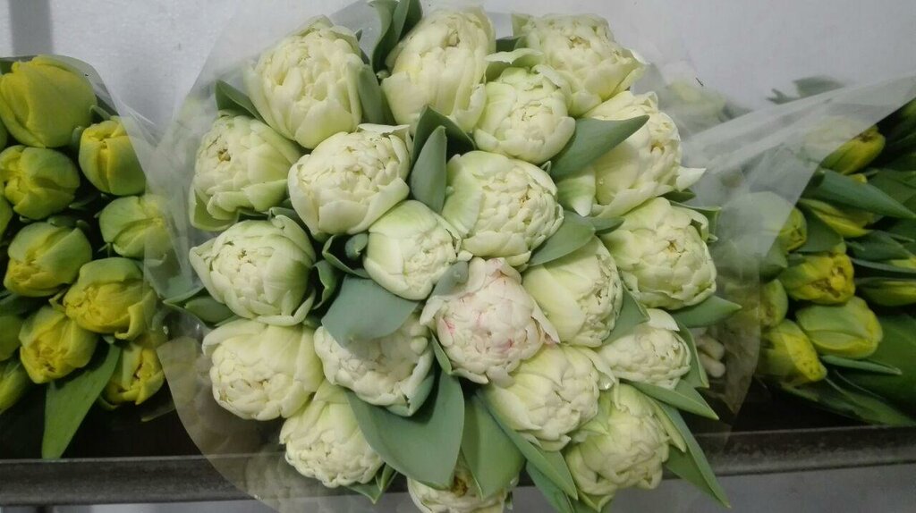 Çiçekçiler Тюльпан23, Adıge Cumhuriyeti, foto