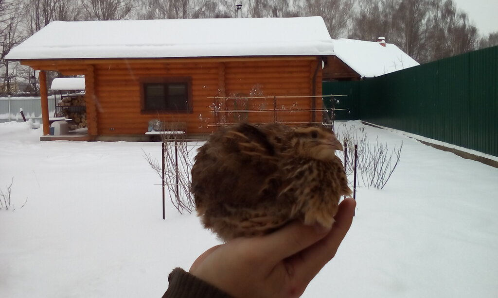 Kanatlı hayvan ürünleri ve yumurta Quails, Moskova ve Moskovskaya oblastı, foto