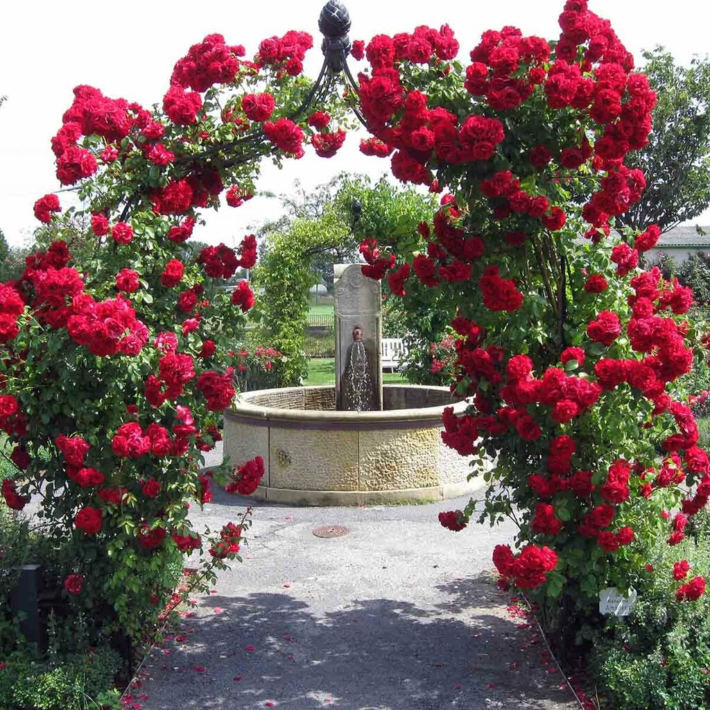 Fidan yetiştiriciliği Наш сад, Kırım Cumhuriyeti, foto