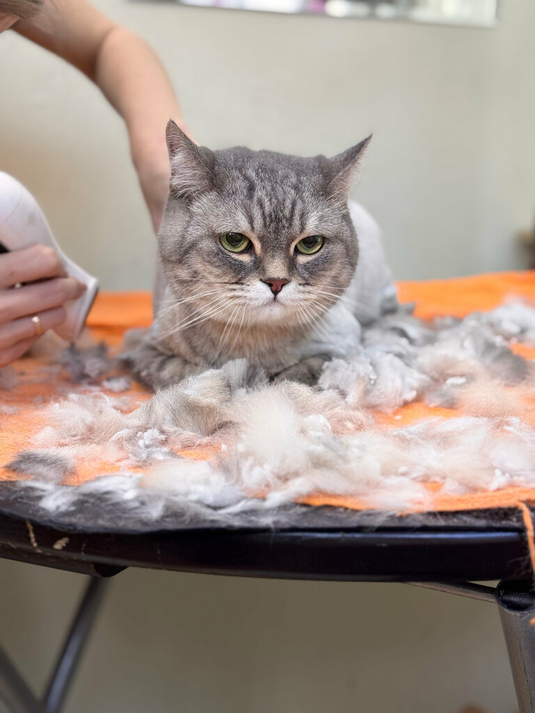 Evcil hayvan kuaförleri Mishel-s, Naberejniye Çelny (Yar Çallı), foto