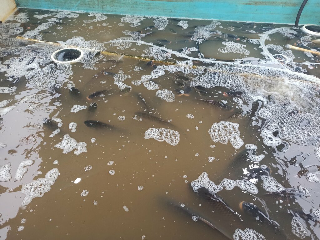 Balık ve deniz ürünleri Рыба, Dağıstan, foto