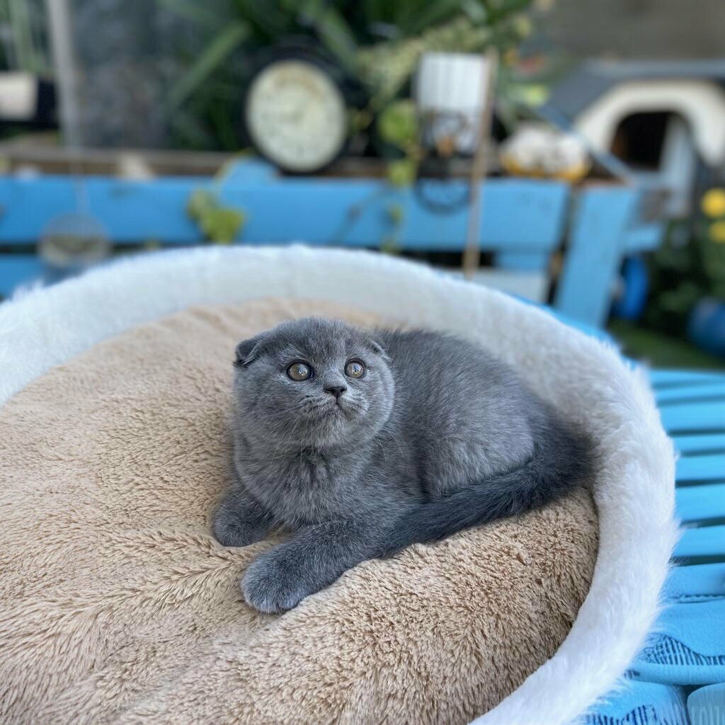 Petshop Pet'ibör Pet Store and Cafe, Mersin, foto
