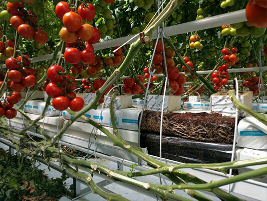 Tarım firmaları Berberoğlu Sera Ltd, Antalya, foto