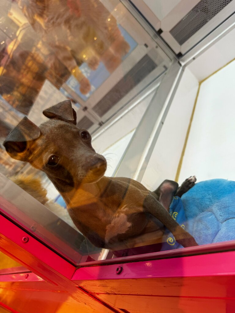 Petshop World of Pets, Dubai, foto