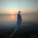 Orkinos Deniz Malzemeleri (Muğla, Datça, İskele Mah., 79. Sok., 1), balıkçılık ekipman firmaları  Datça'dan