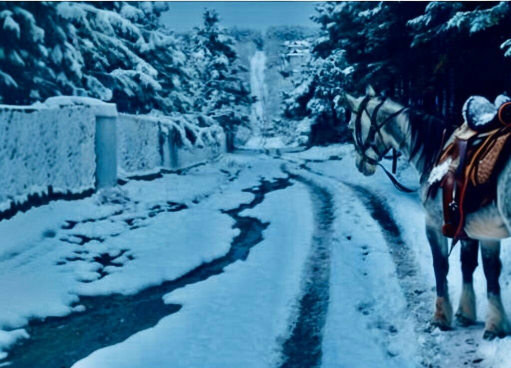 At ve binicilik kulüpleri Çekmeköy Atlı Binicilik Kulübü, İstanbul, foto