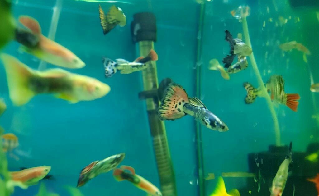 Petshop Doğa Pet Shop, Bandırma, foto