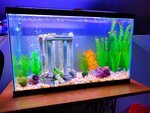 Wilfried ivoire aquariophilie (Rue K20 No:1008, Cocody), akvaryumlar  Abican'dan
