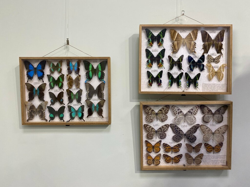 Sergi salonları, galeriler Выставка живых бабочек, Puşkino, foto