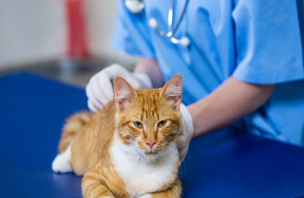 Veteriner klinikleri Rizhie hvostiki, Moskova, foto
