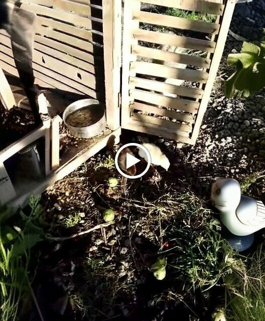 Muhtarlıklar Bayramözü Köy Muhtarlığı, Kaman, foto