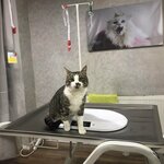 Veterinerkliniği Samet Gül (Karaman, Karaman Merkez , Dr. Aziz Tarhan Cad., 8F), veteriner klinikleri  Karaman'dan