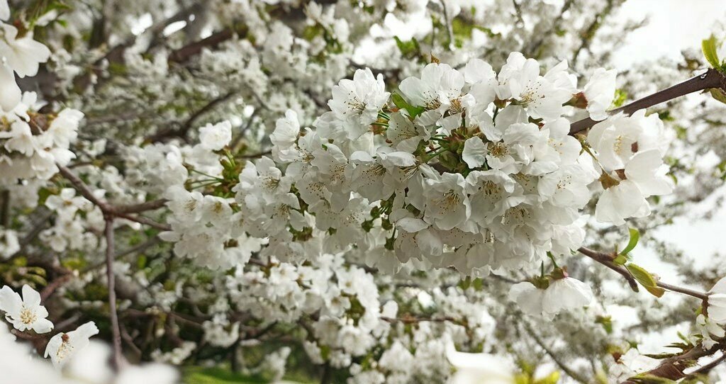 Kültür ve eğlence parkları Prof. Dr. Hikmet Birand Alıç Parkı, Ankara, foto