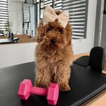 Ran Pilates Yoga (Yalı Mah., Çiçekdağı Sok., No:9A, Maltepe, İstanbul), pilates stüdyosu  İstanbul'dan