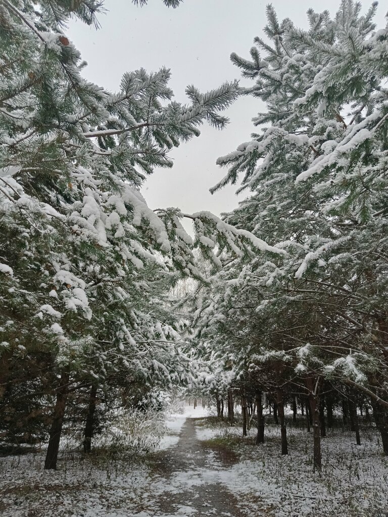 Orman Upper Komitetsky Forest, Koroliov, foto