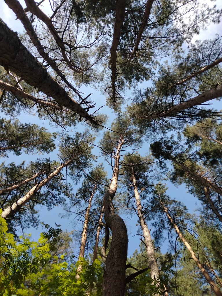Orman Треугольная роща, Voronej, foto