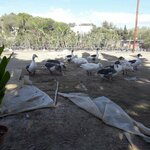 Ata Peyzaj Bodrum Limon Çamı Bahçe Bitkileri Hazır Çim (Muğla, Bodrum, Peksimet Mah., Gümüşlük Cad., 1), bahçecilik mağazaları  Bodrum'dan