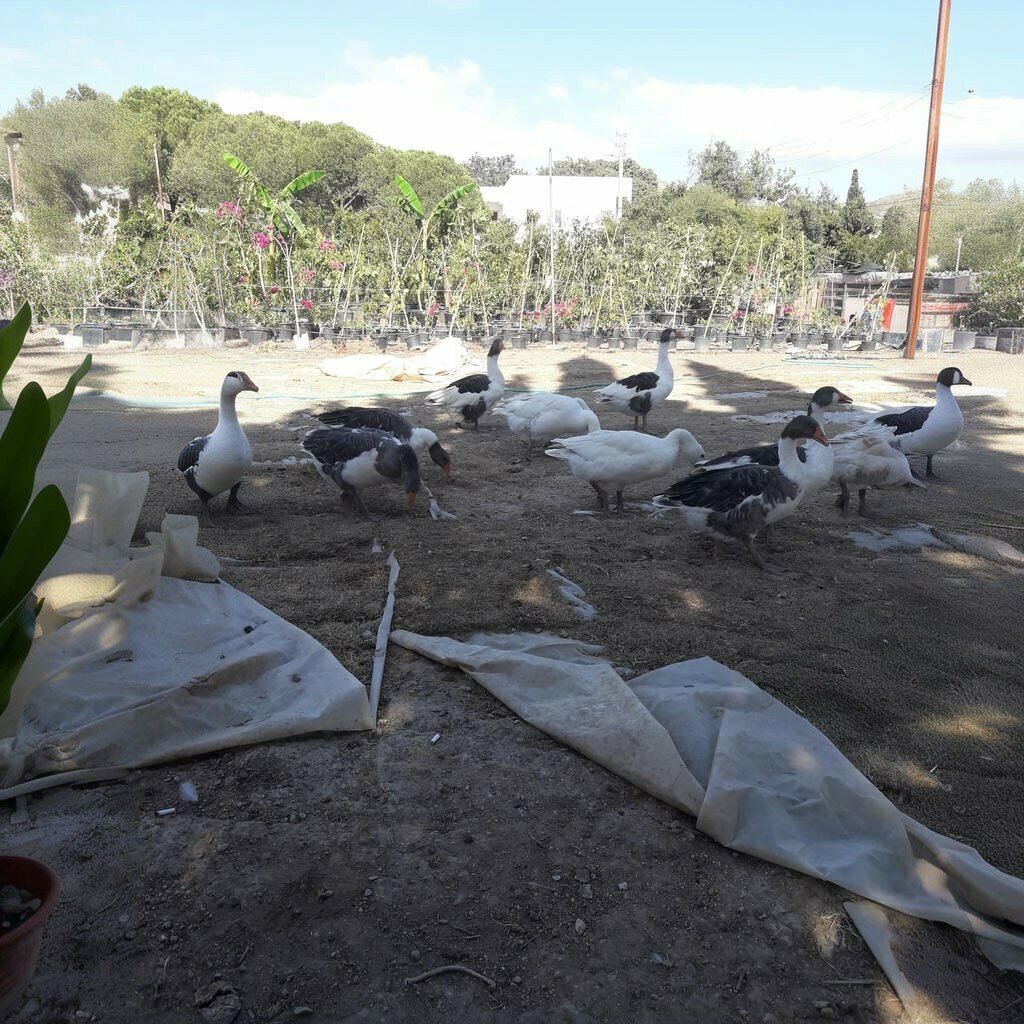 Bahçecilik mağazaları Ata Peyzaj Bodrum Limon Çamı Bahçe Bitkileri Hazır Çim, Bodrum, foto