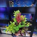Can Akvaryum (Manisa, İzmir Cad., 60/A), petshop  Manisa'dan