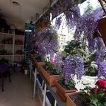 Aslı Fidancılık (Denizli, Pamukkale, Atatürk Blv., 192), mimari proje firmaları  Denizli'den