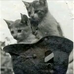 Долгощельский дом культуры (Oktyabrskaya ulitsa No:38, selo Dolgoshchelye), kültür ocakları  Arhangelskaya oblastından