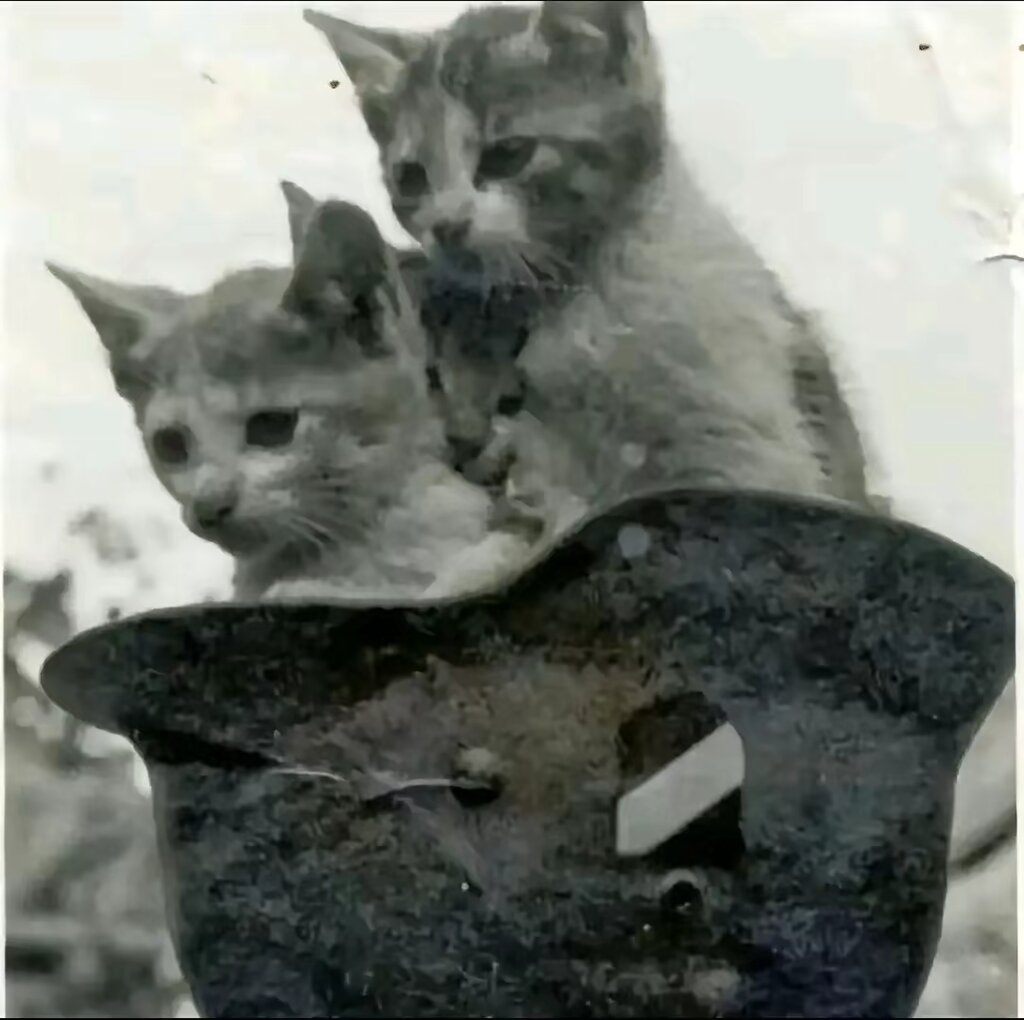 Kültür ocakları Долгощельский дом культуры, Arhangelskaya oblastı, foto