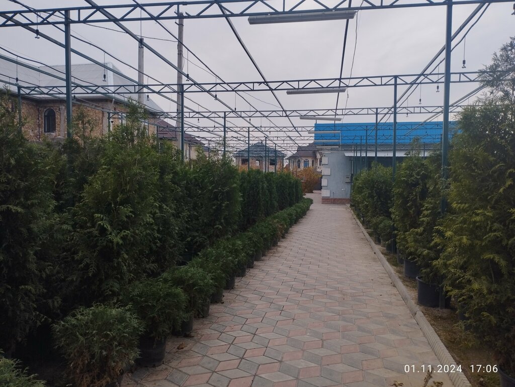 Fidan yetiştiriciliği Green Life Dan, Bişkek, foto