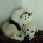 Salda Dohak (Burdur, Yeşilova, Değirmen Mah.), evcil hayvan yetiştiricileri  Yeşilova'dan