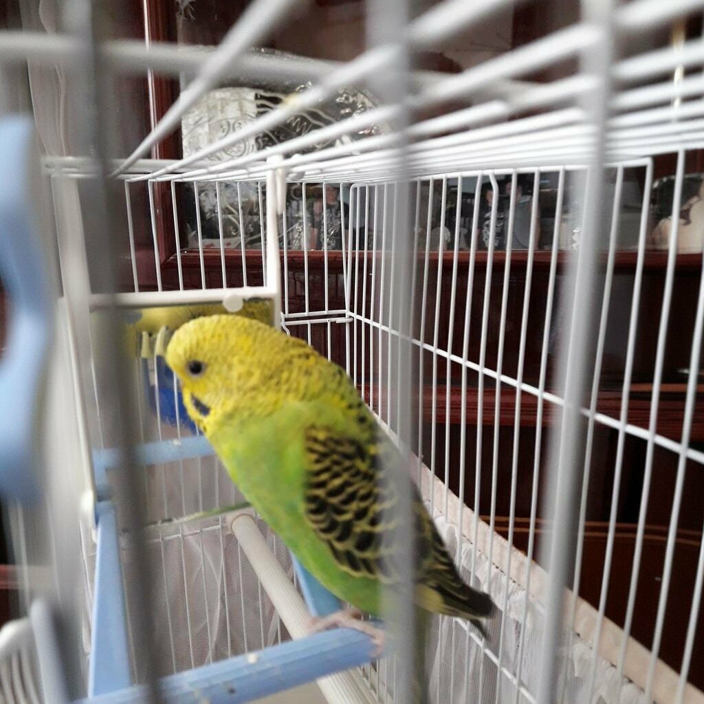 Ekmek fırını Yiğitler Ekmek Unlu Mamulleri, Karaburun, foto