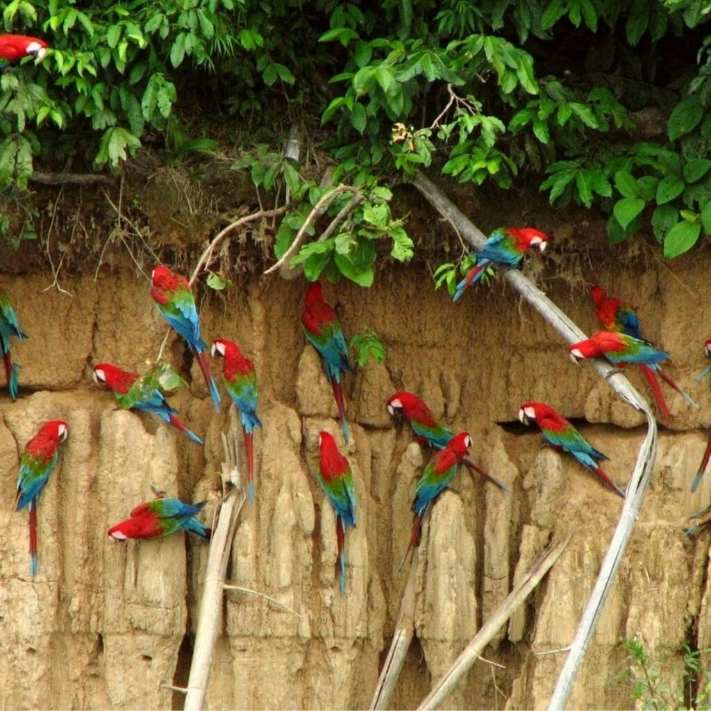 Seyahat acenteleri Manu Rainforest Peru, Cusco, foto