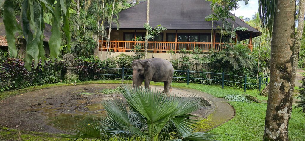 Lunapark Elephant Safari Park Lodge Bali, Bali, foto