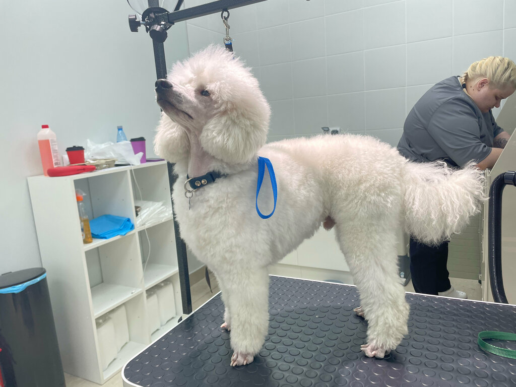 Evcil hayvan kuaförleri Четыре Лапы Груминг, Zelenograd, foto