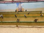 محل العسيلة لتجارة الصقور (Doha, Zone 1, Al Jasra, Block 1), petshop  Doha'dan