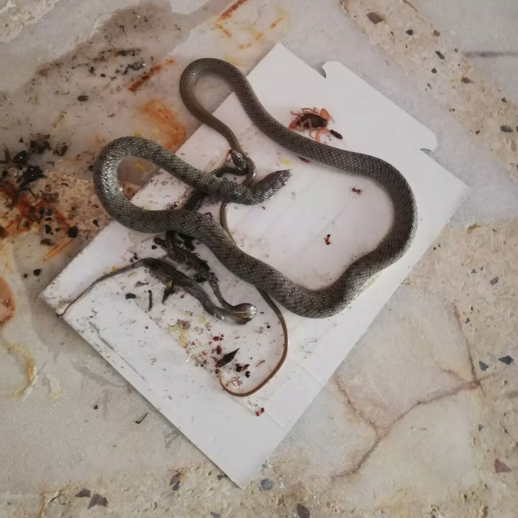 Haşere ilaçlama firmaları Mavi Ege Çevre Sağlığı & İlaçlama, Nazilli, foto