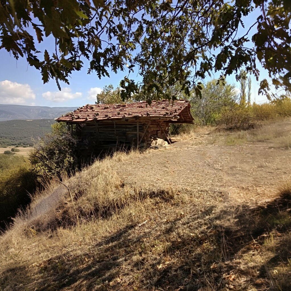 Muhtarlıklar Osmaniye Köy Muhtarlığı, Niksar, foto