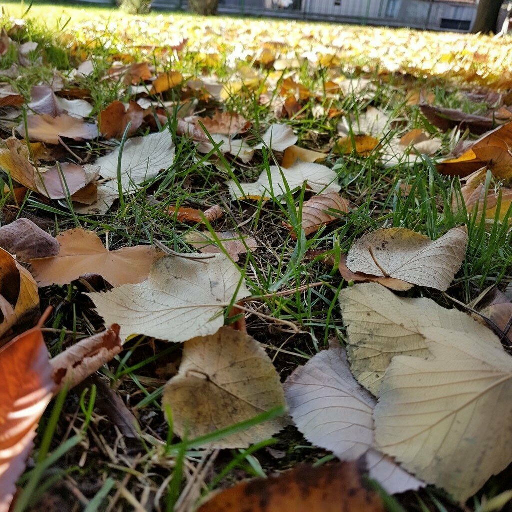 Kültür ve eğlence parkları Parklar ve ormanlar, Eskişehir, foto