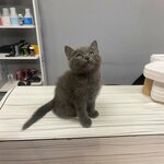 Diyarbakır Özel Veteriner Kliniği (Diyarbakır, Kayapınar, Medya Mah., 99. Sok.), veteriner klinikleri  Diyarbakır'dan