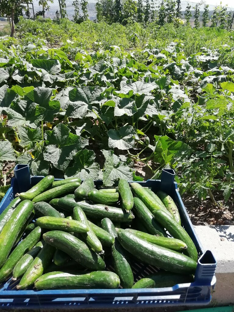 Bahçe Menderes Ülger bahçe, Ankara, foto