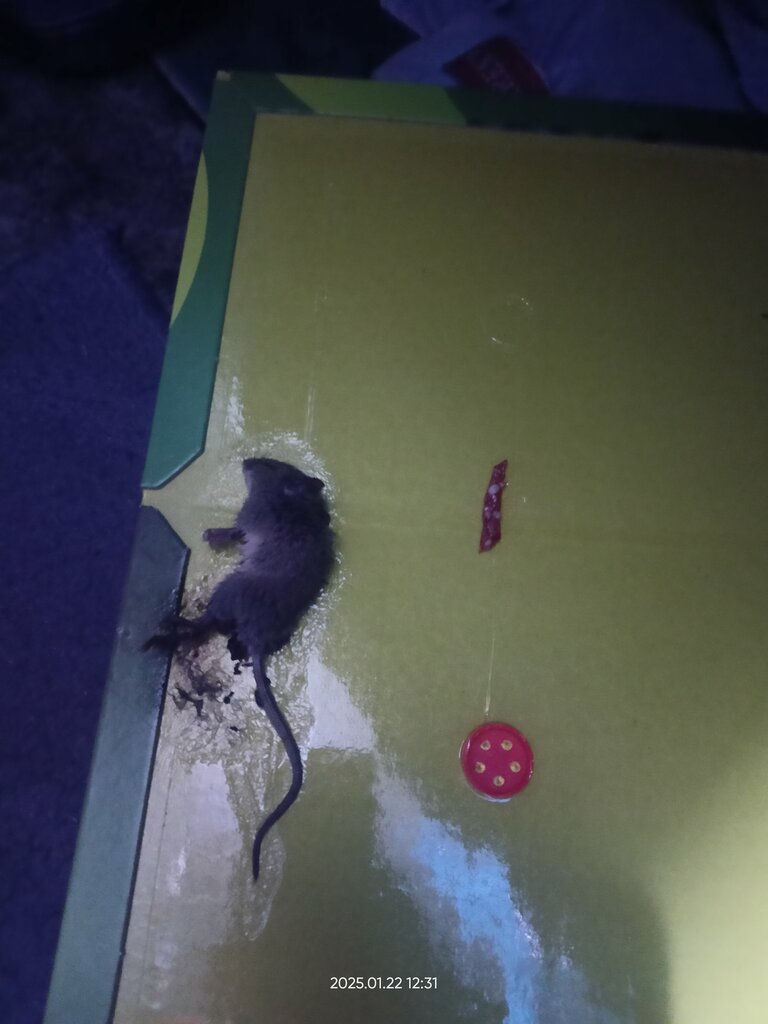 Konut servisleri kuruluşları Dispetcherskaya 9-go rayona, Zelenograd, foto