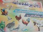 Zayan (Province of Sindh, Karachi, Row I Street), petshop  Karaçi'den