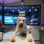 Darwin Veteriner (İstanbul, Eyüpsultan, Göktürk Merkez Mah., Nazlı Sok., 1A), veteriner klinikleri  İstanbul'dan