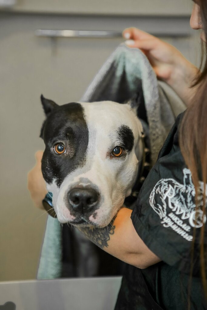 Evcil hayvan kuaförleri Хатико, Novosibirsk, foto