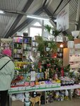 Семена (Gagarina Street No:27А), tohum satan yerler  Obninsk'ten