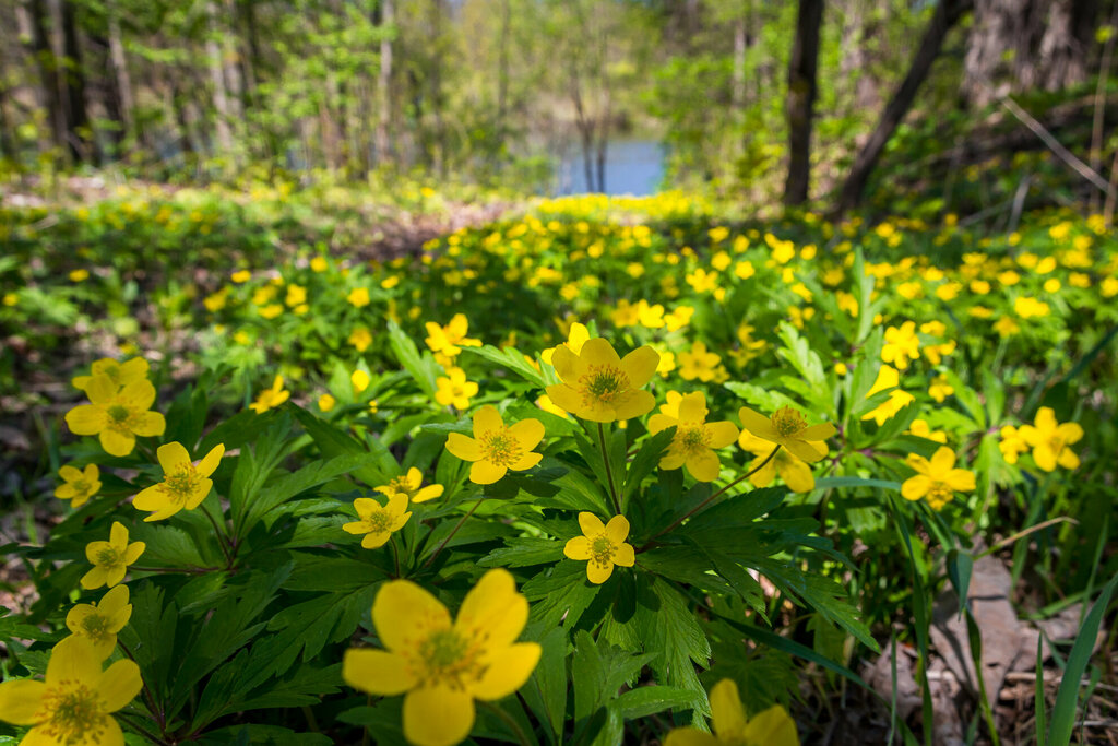 Orman Makarovsky Forest, Mordovya, foto