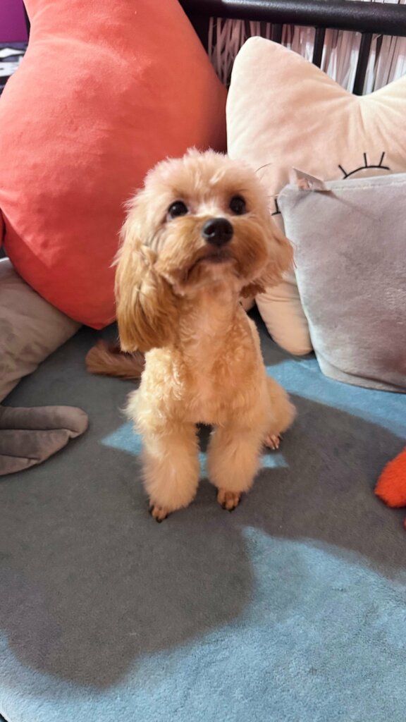 Evcil hayvan kuaförleri Четыре Лапы Груминг, Reutov, foto