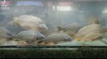 Live Fish (Zhibek Zholy Avenue No:53), balık ve deniz ürünleri  Almatı'dan