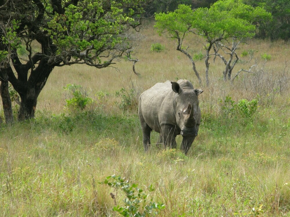 Otel Rhino Coast Guest House, Dünya, foto