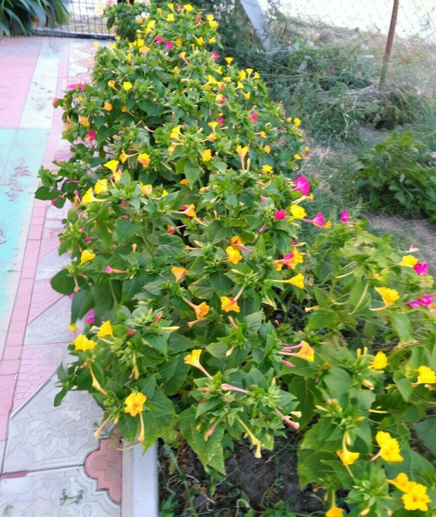 Fidan yetiştiriciliği Recepoğlu Palet ve Ambalaj, Ergene, foto